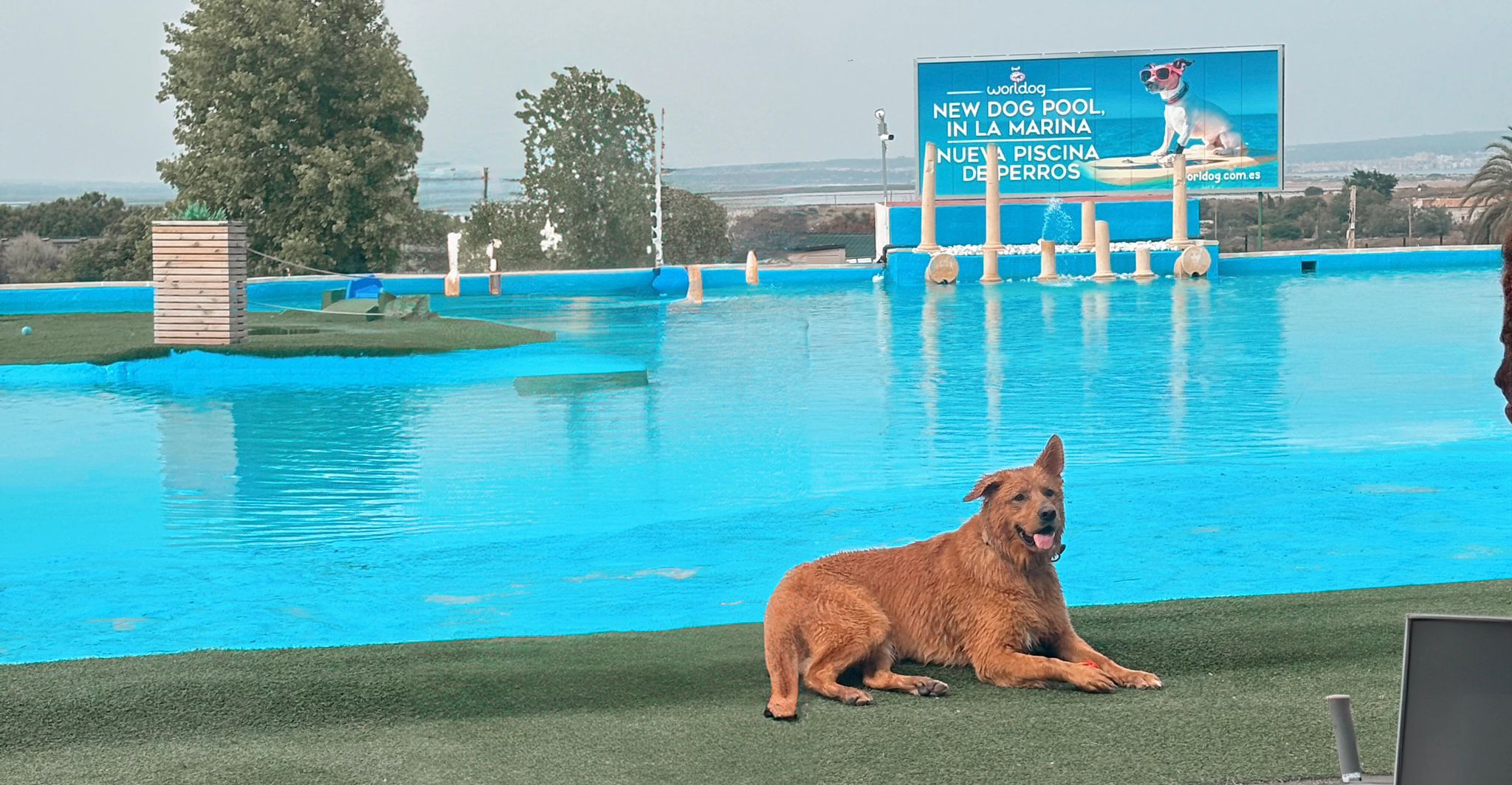 A Day At The Dog Splash Park – Costa Blanca Daily