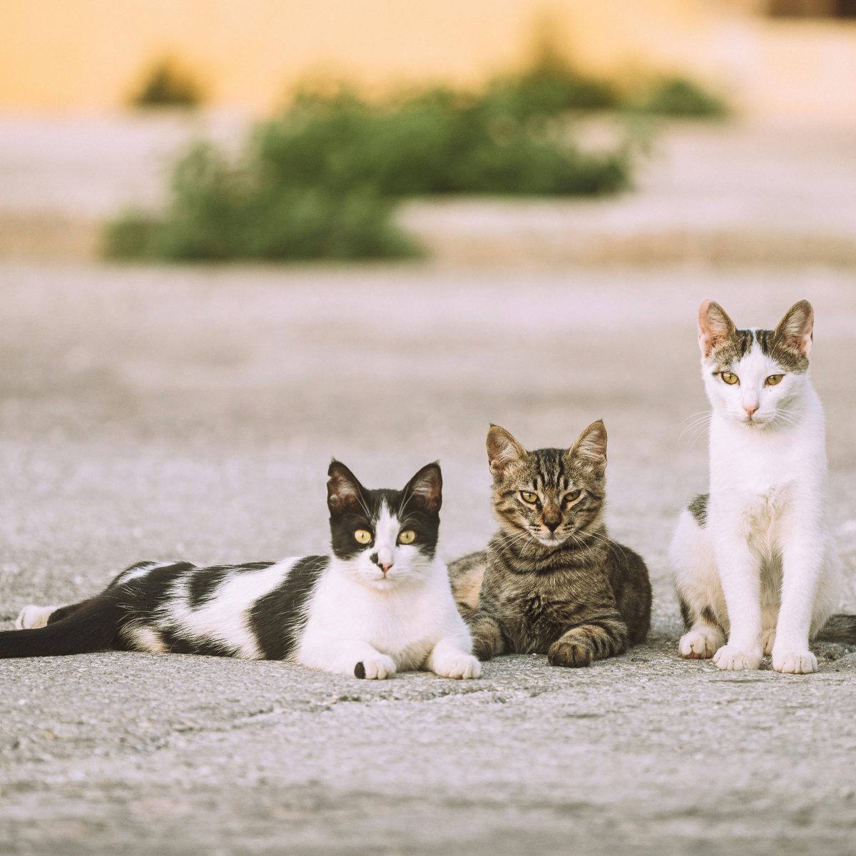 Everything Costa Blanca - Costa Blanca Daily